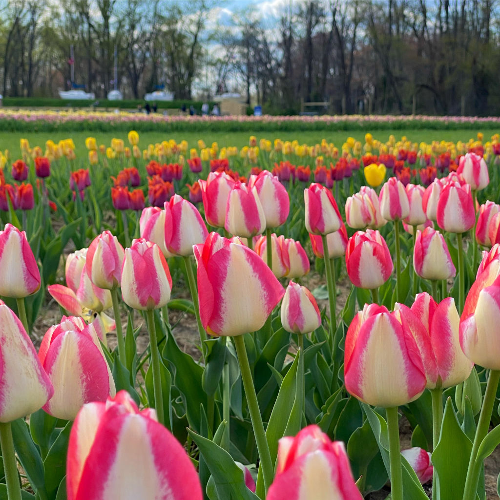 Spring is in Full Bloom at this New Jersey Tulip Festival 🌱🌷 ...