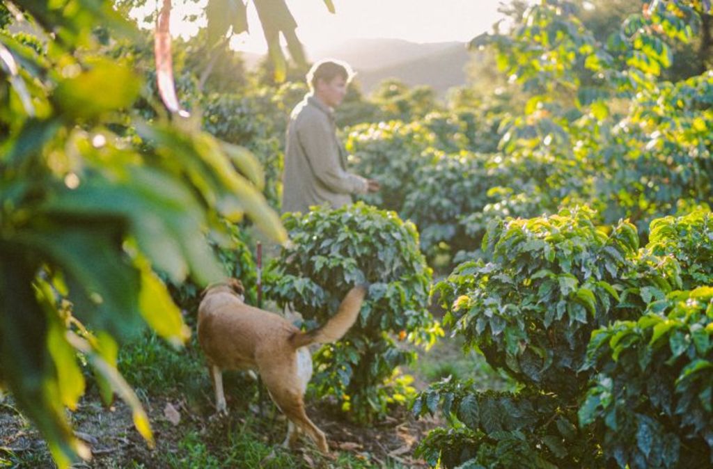 You Don't Have to Go Far to Visit a Coffee Farm! ☕️🇺🇸