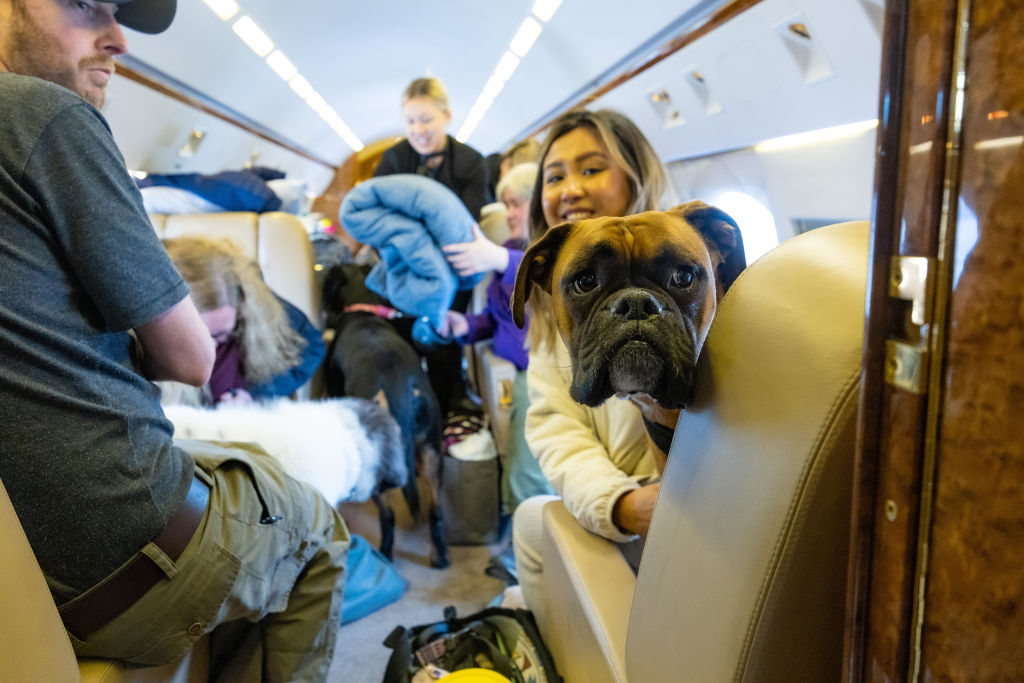 Private Jets for Pets Launches! Take Your Dog or Cat with You on Your ...