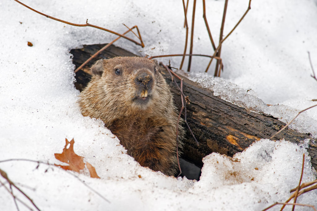 Groundhog Day, Again: Why Thousands Still Trust Punxsutawney Phil ...