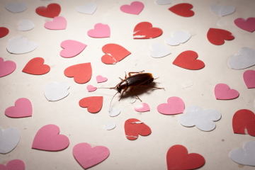 San Antonio Zoo’s “Cry Me a Cockroach” Fundraiser Returns for Valentine ...