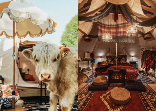 Highland Cow Glamping Is Now in Florida! | TravelPirates