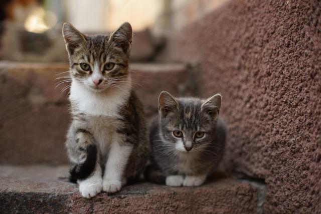Vrijwilligerswerk met katten op een Grieks eiland: gratis wonen op ...