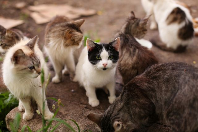Vrijwilligerswerk met katten op een Grieks eiland: gratis wonen op ...
