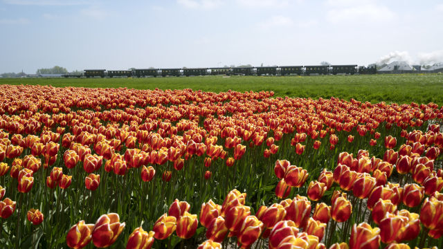 Ride a Steam Train Through the Dutch Tulip Fields | TravelPirates