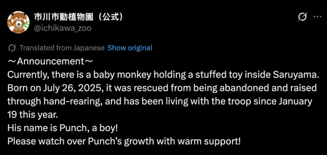 Rejected Baby Monkey Punch-kun Goes Viral | TravelPirates