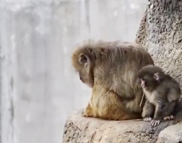 Rejected Baby Monkey Punch-kun Goes Viral | TravelPirates