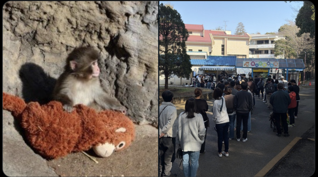 Rejected Baby Monkey Punch-kun Goes Viral | HolidayPirates