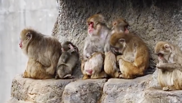 Rejected Baby Monkey Punch-kun Goes Viral | HolidayPirates