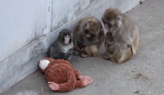 Rejected Baby Monkey Punch-kun Goes Viral | TravelPirates