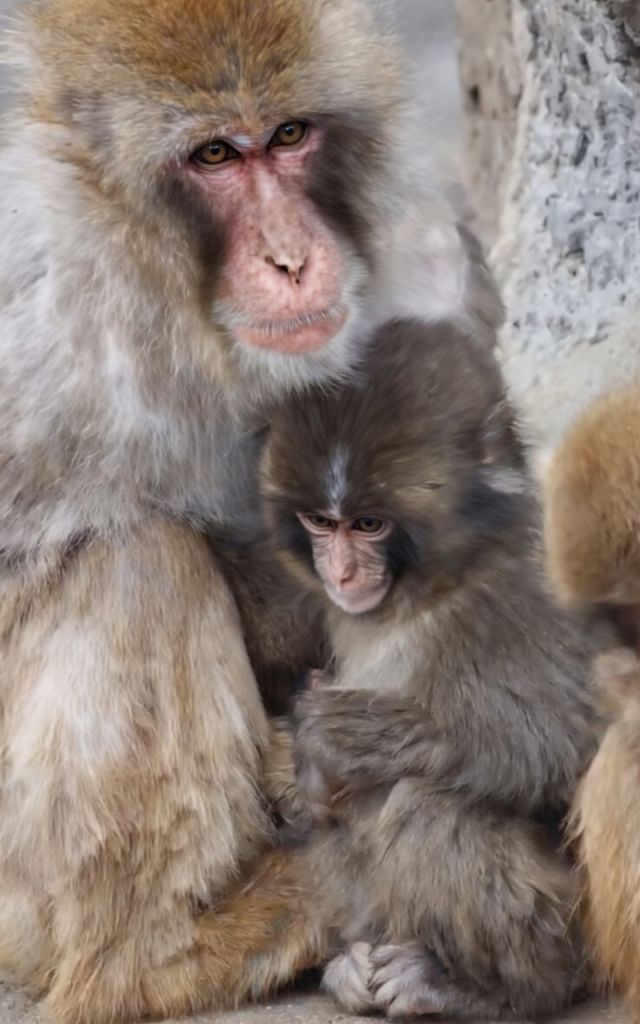 Punch, the Internet’s Favorite Baby Monkey, Keeps Hitting Social ...