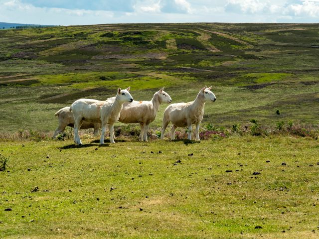 Where Was The Sheep Detectives Filmed — Every Location in Hugh Jackman ...