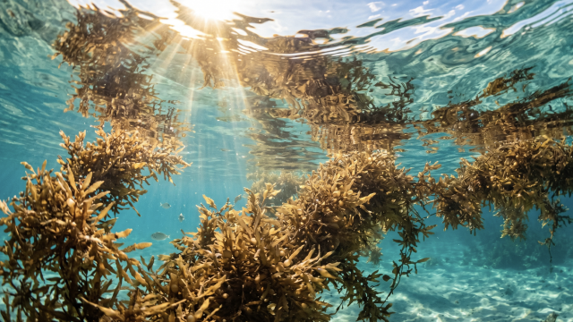 2026 Could Be the Worst Sargassum Year on Record — and Caribbean Hotels ...