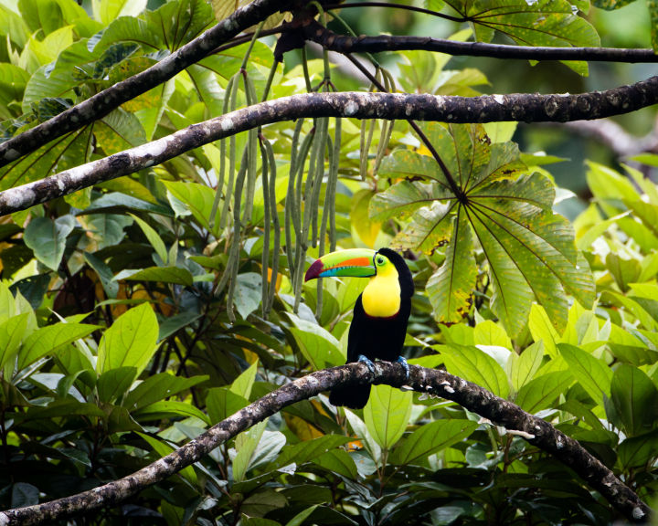 ¡Pura vida! 💚 Circuito de 11 días por Costa Rica