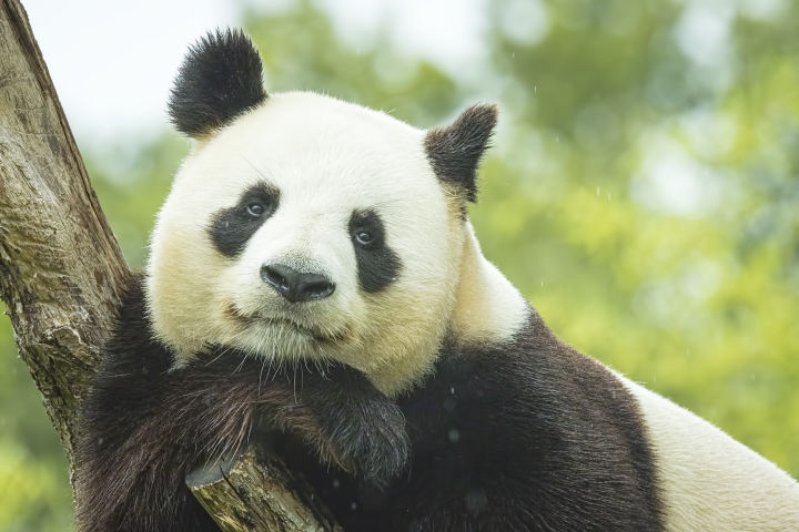 On National Panda Day, There’s Good News: Giant Pandas Are No Longer ...