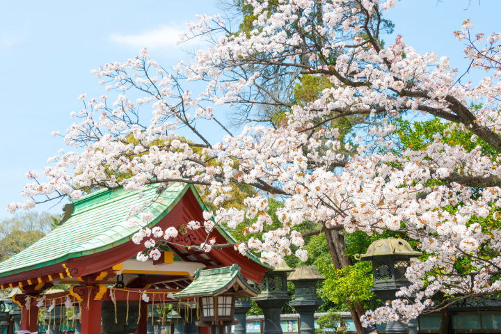 10nt Japan cherry blossom holiday with flights, hotel and cherry ...