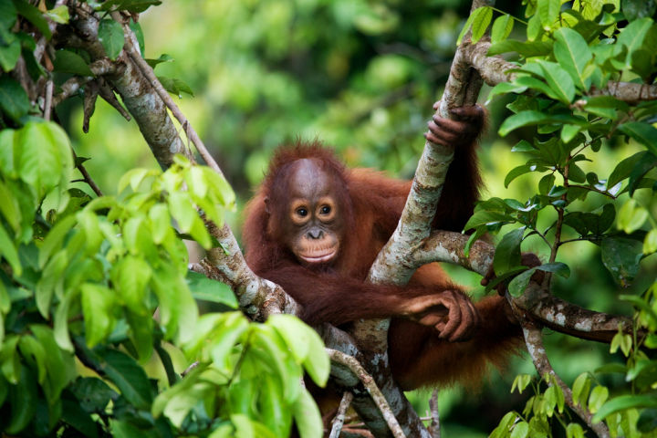 Urlaub auf Borneo: Entdeckt die Insel der Orang-Utans
