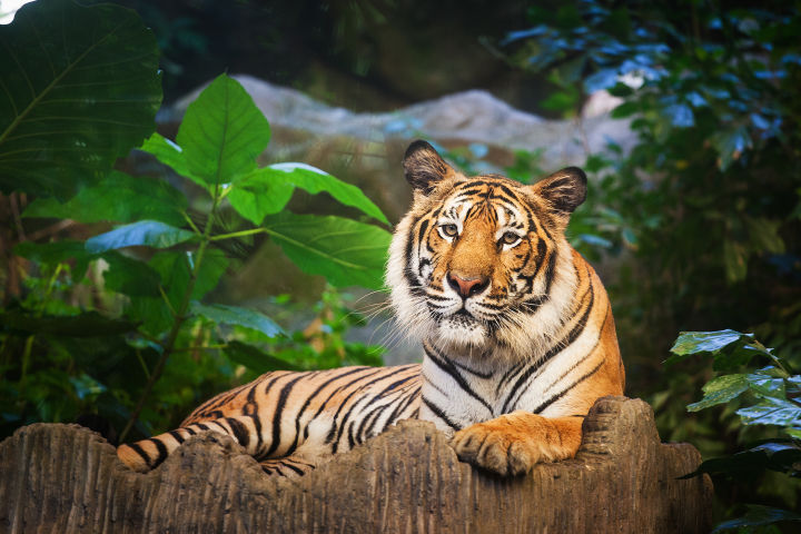 Sta oog in oog met je favoriete wilde dier in de safari lodges van Zoo ...