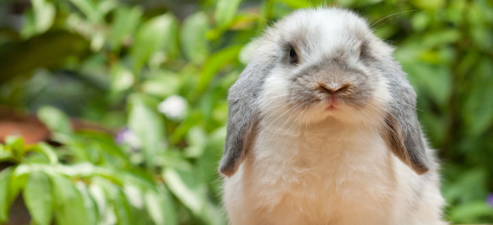 Die Hasen-Insel Ōkunoshima 🐰