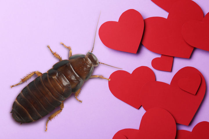 Name a Cockroach After Your Ex this Valentine's Day 🪳💔 | TravelPirates.com