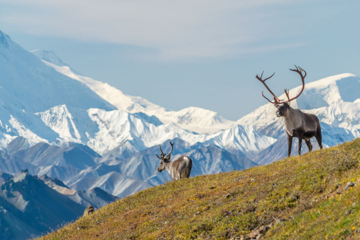 Affordable Alaska Cruise Including Flights | TravelPirates