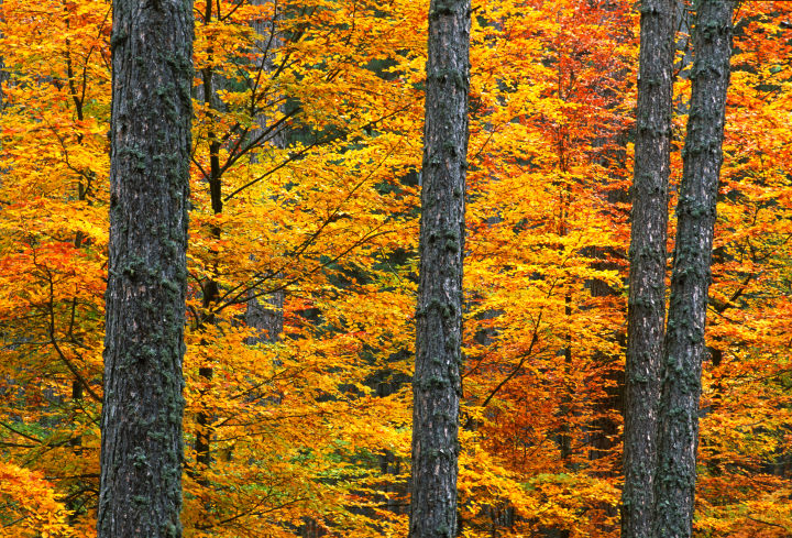 🍁 Foliage da sogno sui Monti Cimini 😍
