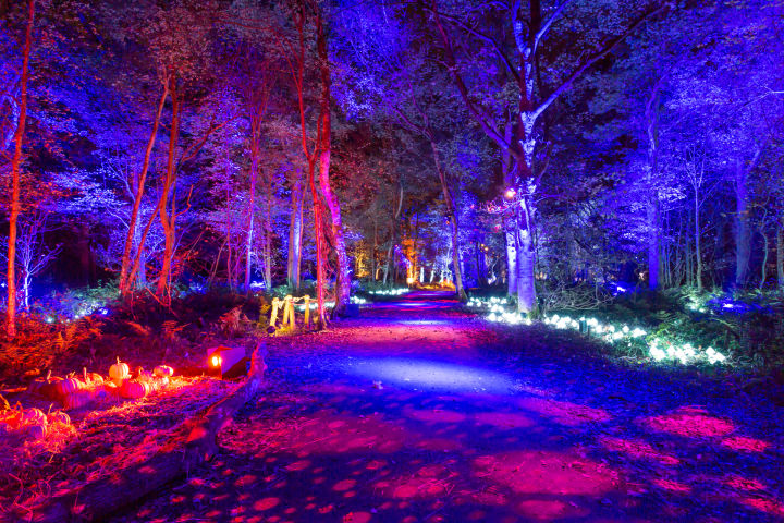 Harry Potter Forbidden Forest Experience