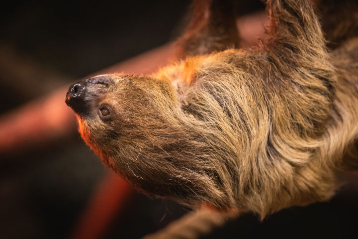 Fancy sleeping next door to a sloth retirement home?
