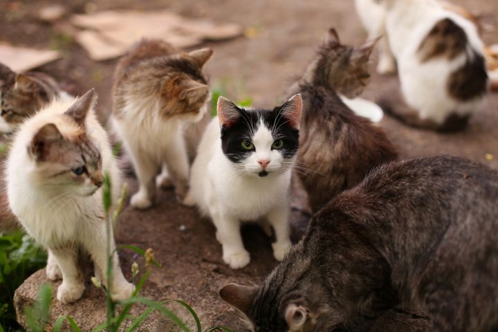 Cat Islands: More cats than people live here 🐱