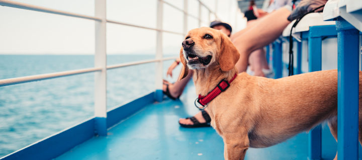 Travel With Your Pooch on the First Ever Dog Cruise