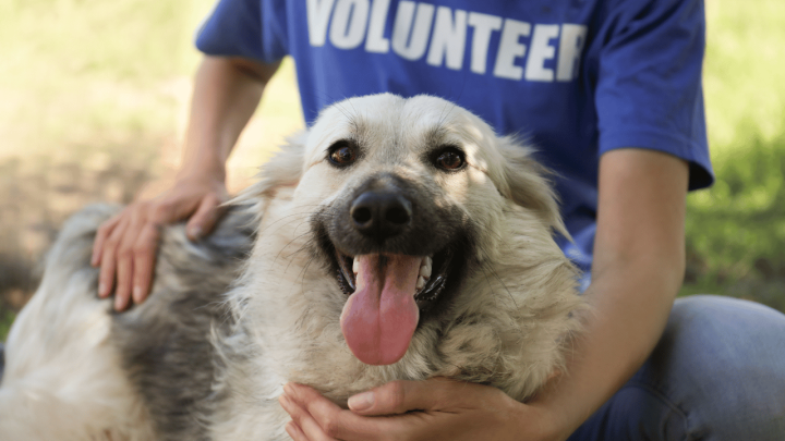 Volunteering with animals: A guide to working with animals