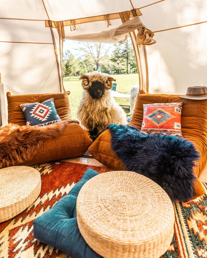 Go Glamping With Highland Cows, Sheep, & Alpacas in Georgia