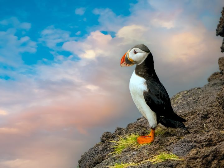 🐧 Where the Puffins Outnumber People | TravelPirates