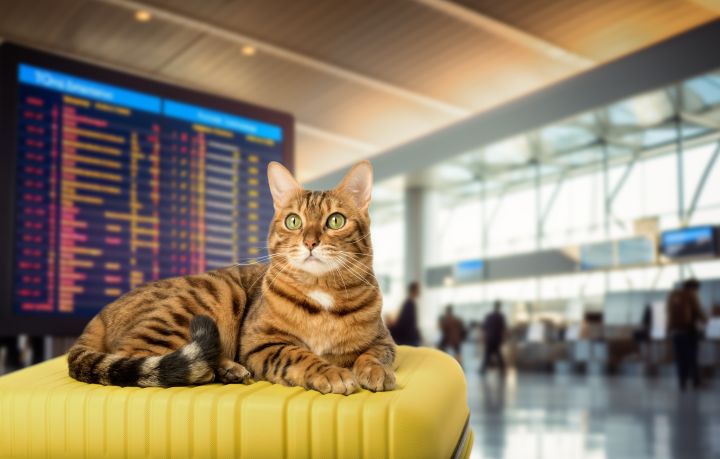 Jet Set Pets: Which Airlines Welcome Them Best? | TravelPirates