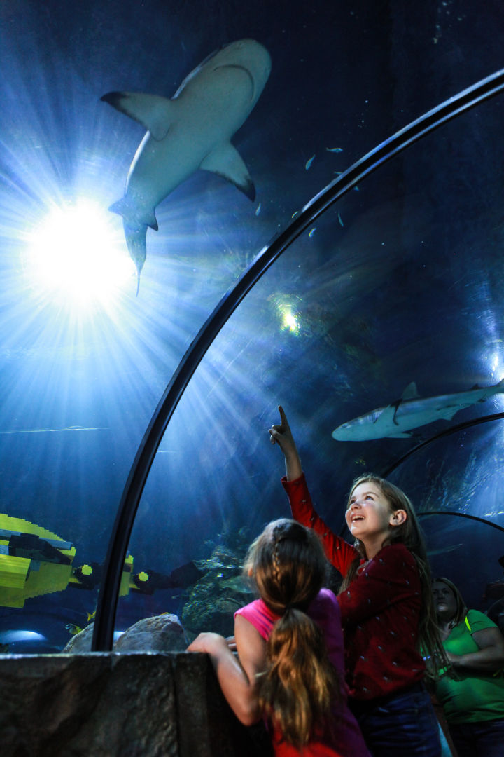 Explore SEA LIFE with Cheap Tickets | Travelpirates