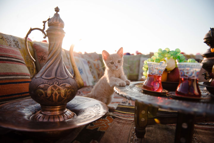 How Different Countries Celebrate Their Cats 🐈 | TravelPirates