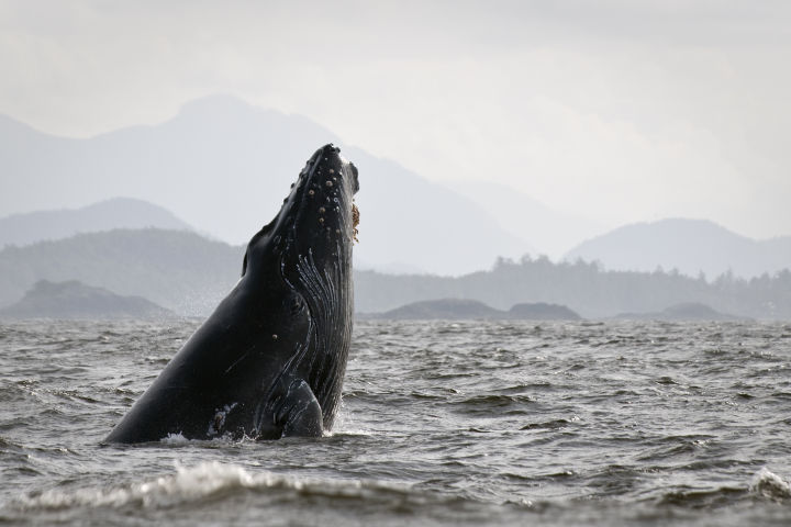 Visit the 'Hawaii of Canada' in British Columbia 🌺 🐋