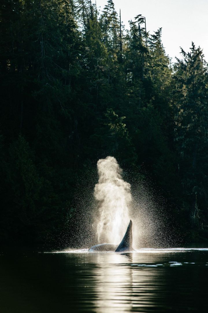 Visit the 'Hawaii of Canada' in British Columbia 🌺 🐋